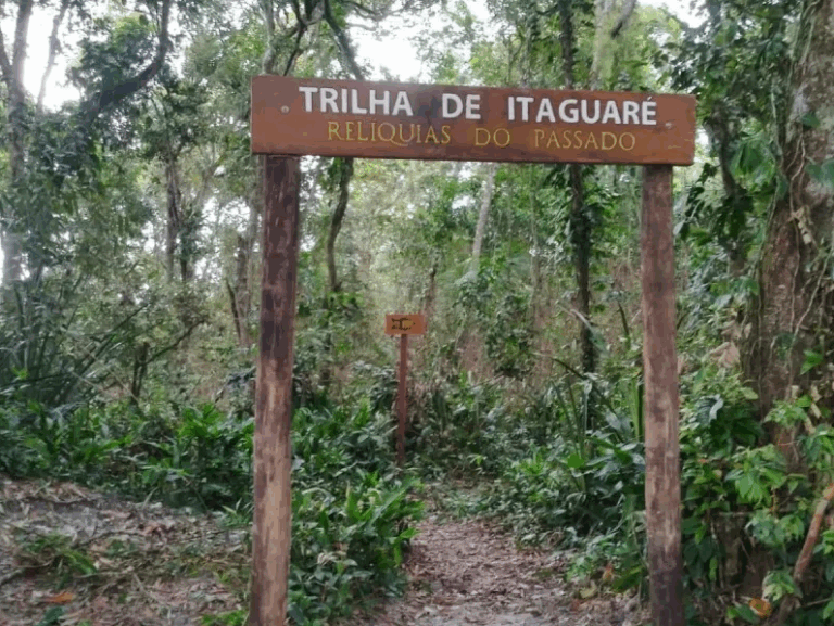 Descubra a Trilha do Itaguaré em Bertioga: Natureza e Vista ...
